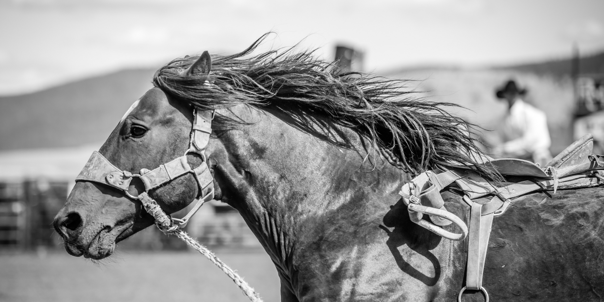 Rodeo 101: A Beginner’s Guide to the Sport of the West – Sackett Ranch